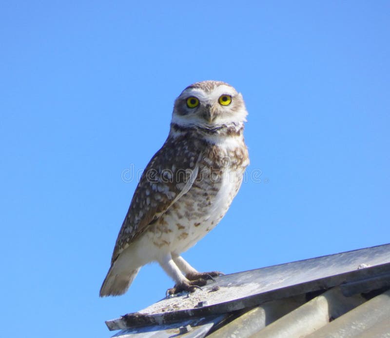Burrowing Owl Looking Down on the Distant Fields from the Cornice Stock ...