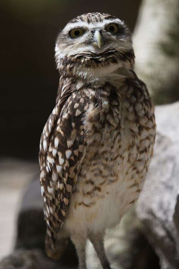 Burrowing Owl Looking Straight Stock Image - Image of wild, animal ...