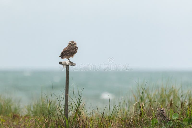 Burrowing Owl Perched on a Pole with a Coastal Backdrop, Surrounded by ...