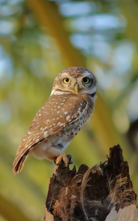 Owllet Stock Photos - Free & Royalty-Free Stock Photos from Dreamstime