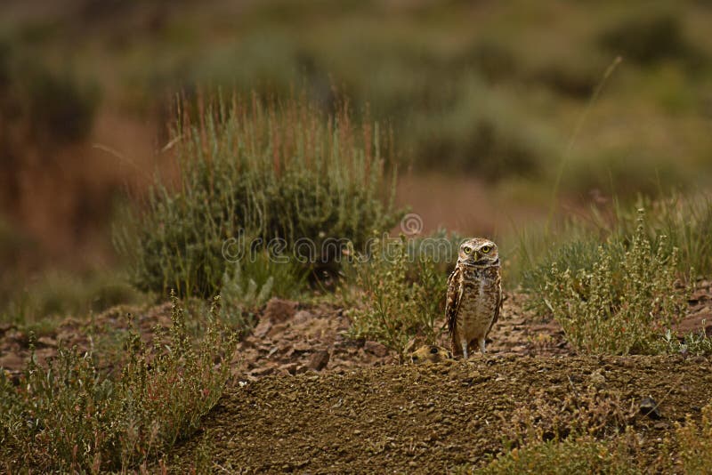 Burrowing Owl with Prairie Dog Stock Image - Image of insects, animal ...