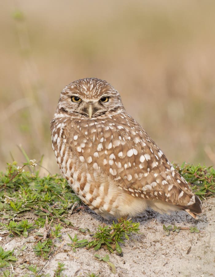 Burrowing Owl on sand stock image. Image of aves, buow - 13440703