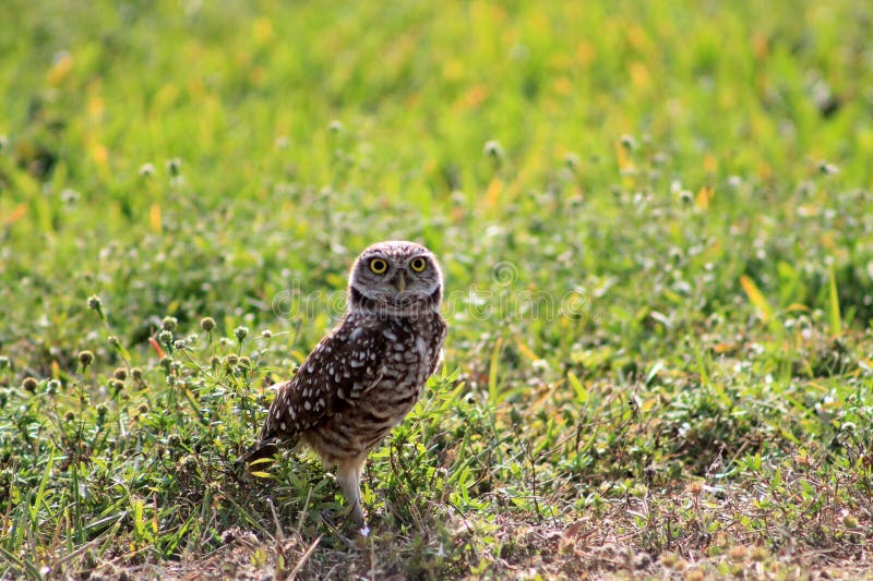 Burrowing Owl Standing on Field Facing Straight Stock Photo - Image of ...