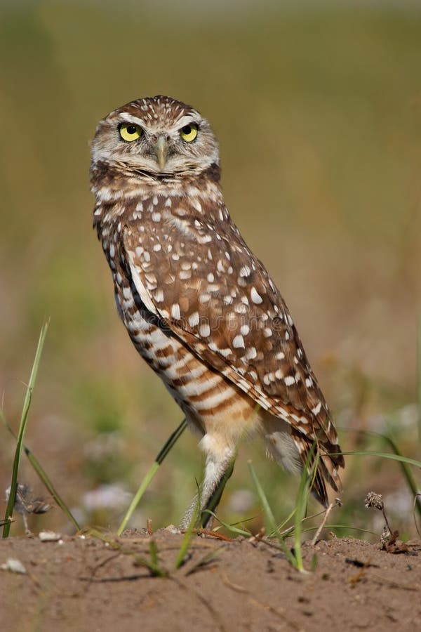 Burrowing Owl Standing on the Ground Stock Photo - Image of nature ...