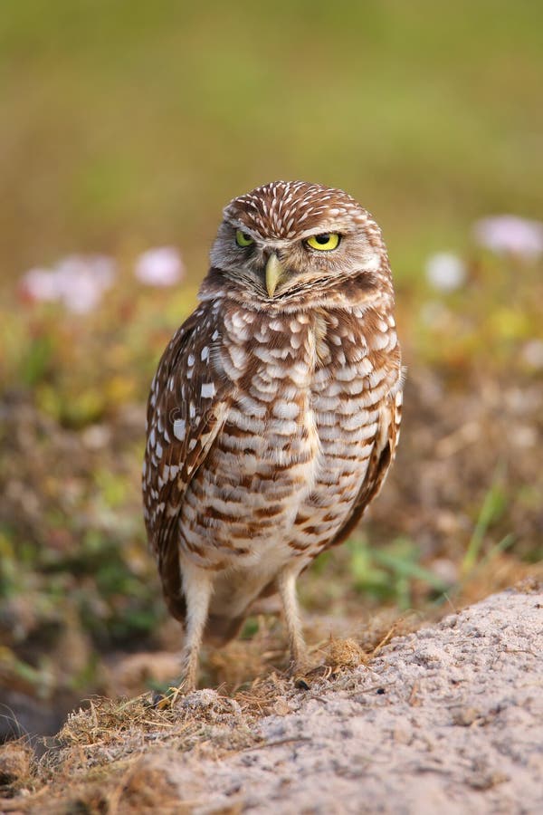 Burrowing Owl Standing on the Ground Stock Image - Image of florida ...