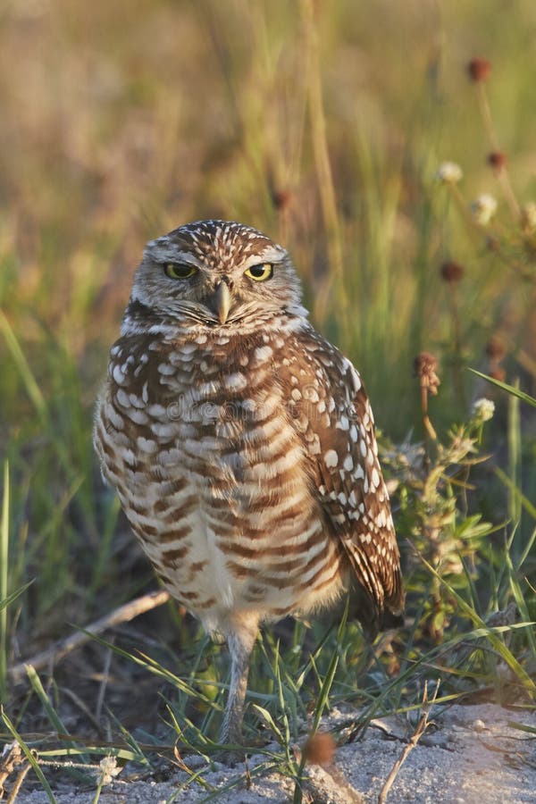 Burrowing Owl Standing on One Leg Stock Photo - Image of animals ...