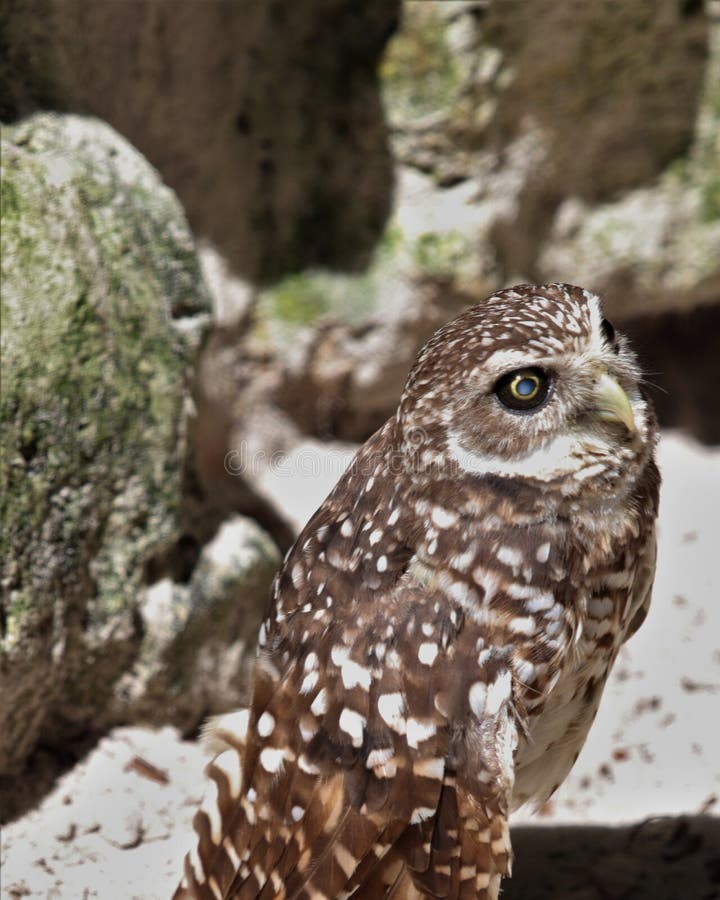 Burrowing Owl on sand stock image. Image of zoology, burrowing - 13440703