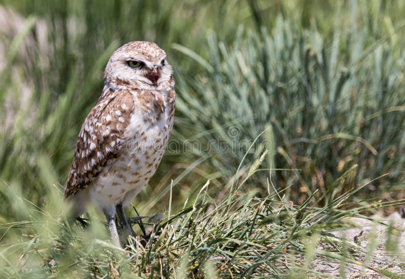 Burrowing Owl stock image. Image of predator, beauty - 99182643