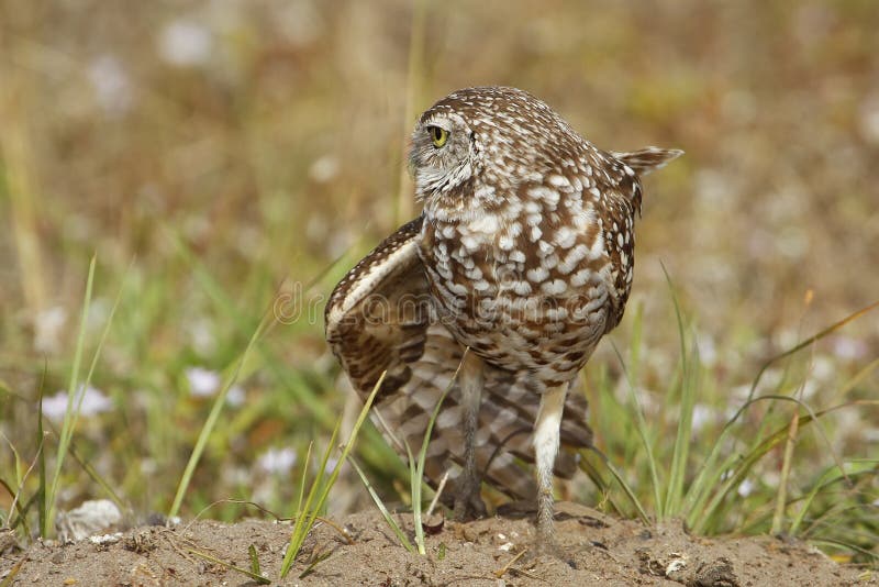Burrowing Owl Stretching Wing Stock Photo - Image of bird, cunicularia ...