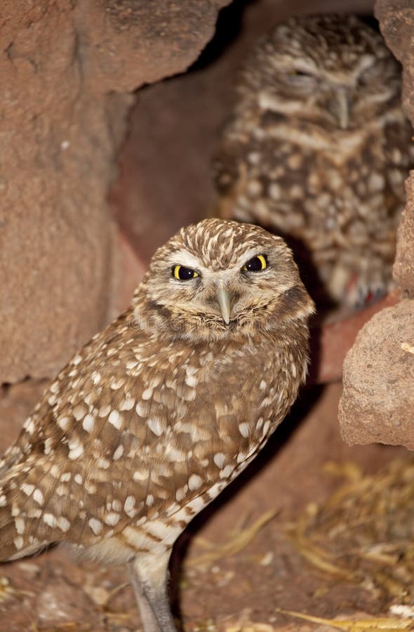 Burrowing Owls (Athene Cunicularia) in Arizona Stock Photo - Image of ...