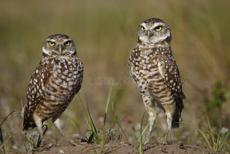 Spotted Owls stock photo. Image of pair, spotted, feathers - 20130160
