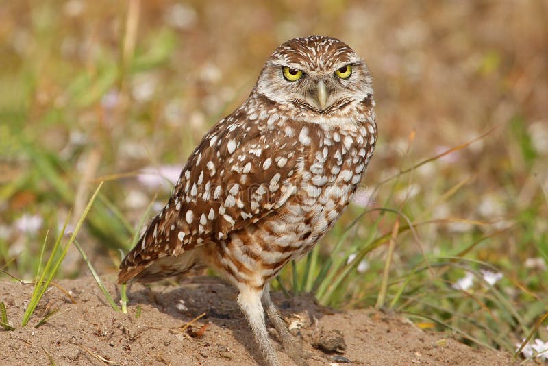 Burrowing Owl Standing on the Ground, Huacachina, Peru Stock Image ...