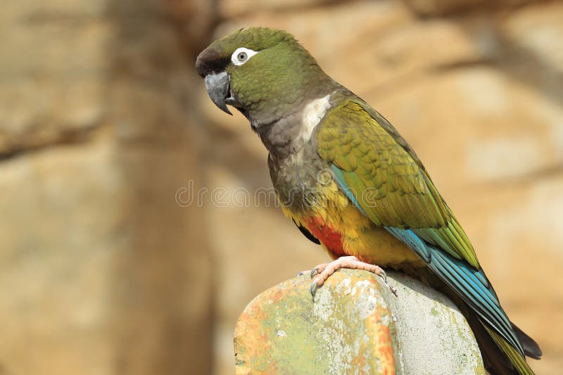 Burrowing parrot stock photo. Image of adult, sitting - 273051934