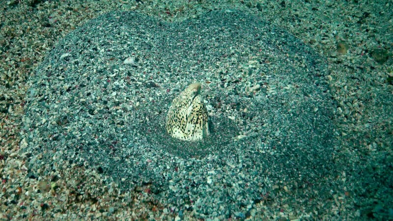 Burrowing Snake Eel Pisodonophis Cancrivoris, Fish Head Sticking Out of ...