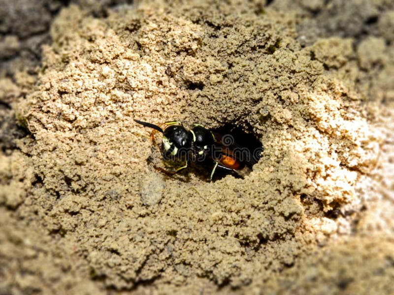 Burrowing Wasp stock photo. Image of flies, white, gardens - 50937926