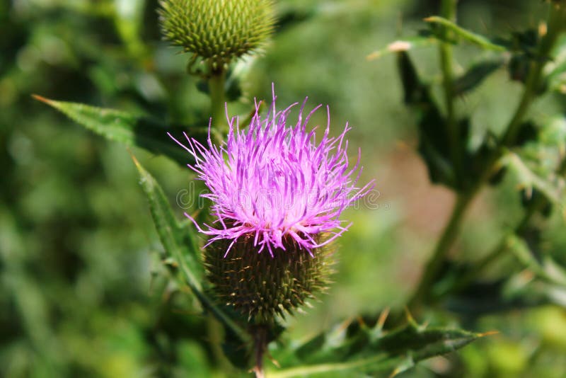 Burrs stock photo. Image of break, neven, beauty, ground - 96309000