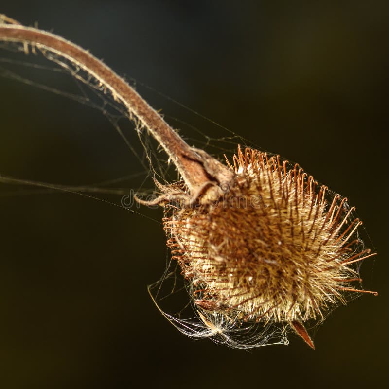 Burrs in the web stock photo. Image of wildlife, wild - 161941538