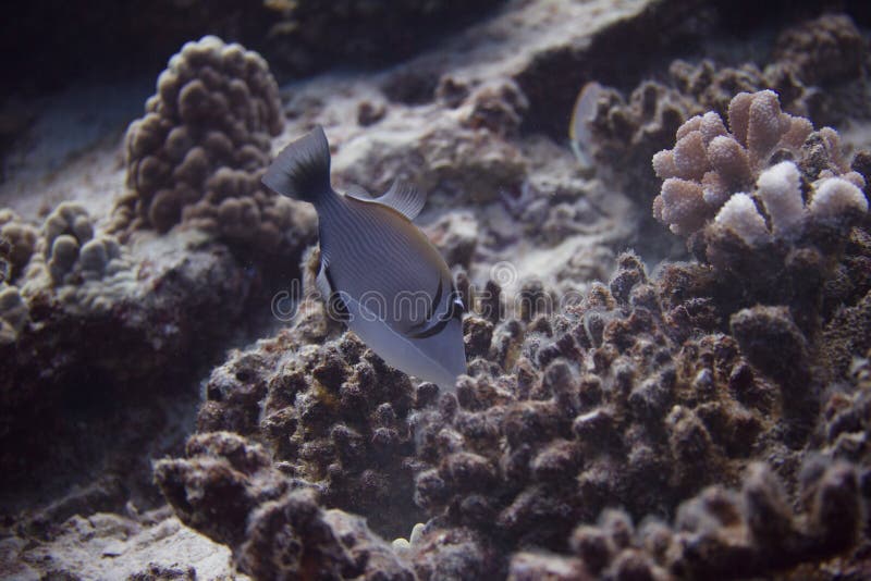 Bursa Triggerfish on Coral Reef Stock Image - Image of life ...