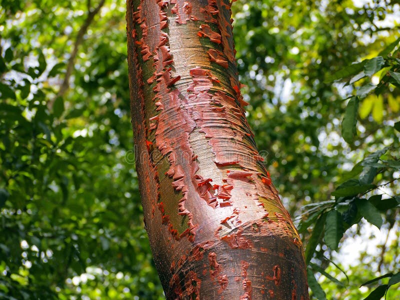 Bursera simaruba stock photo. Image of peeling, panama - 18865602