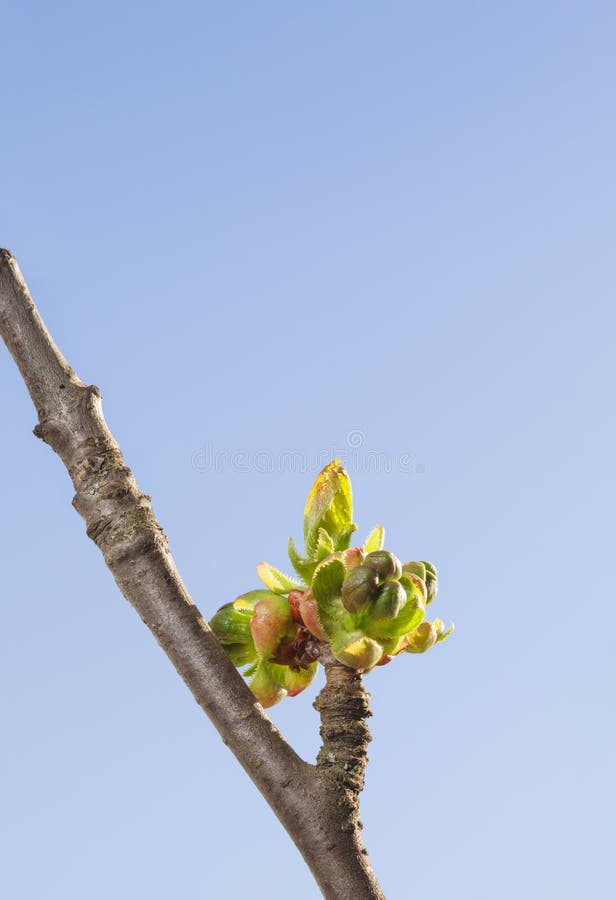 Cherry blossom buds stock image. Image of macro, bloom - 72558453