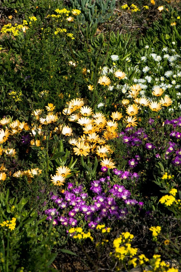Burst of color stock image. Image of meadow, discovery - 197769949