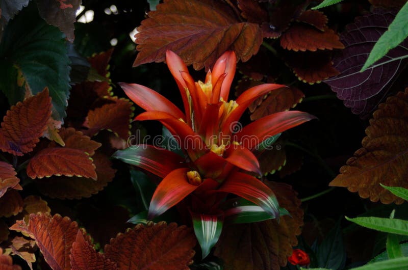 Burst of colour in flower stock image. Image of burst - 227137135