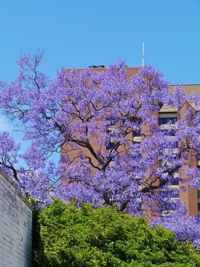 The Burst of Colour of the Jacaranda Tree Stock Image - Image of ...