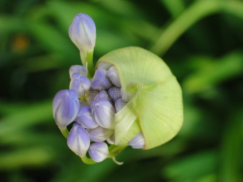 Burst of spring stock image. Image of purple, flower - 95880227