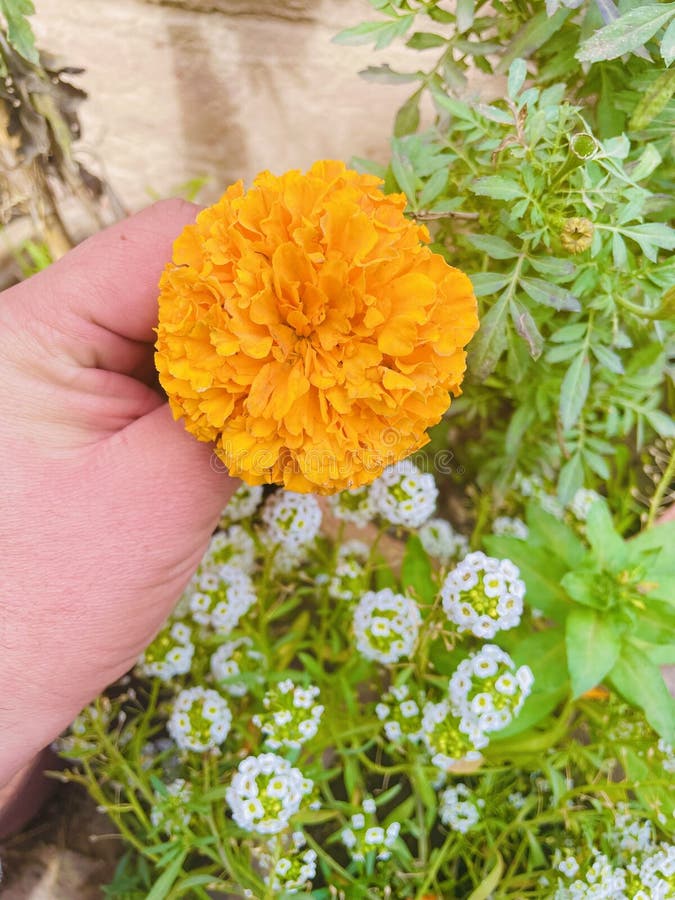 A Burst of Sunshine, Captured in a Flower Stock Image - Image of bunch ...
