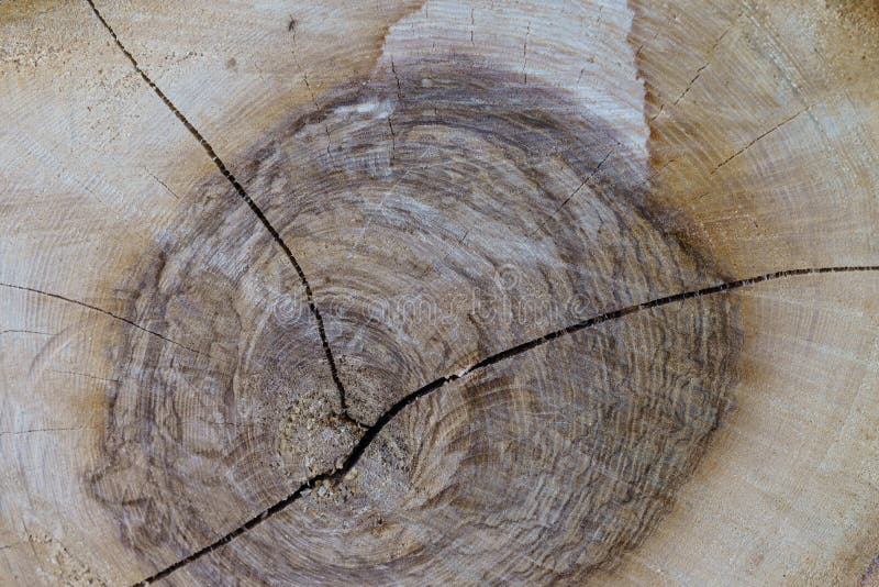 Burst Tree Stump Slice with Age Rings in the Forest Stock Photo - Image ...