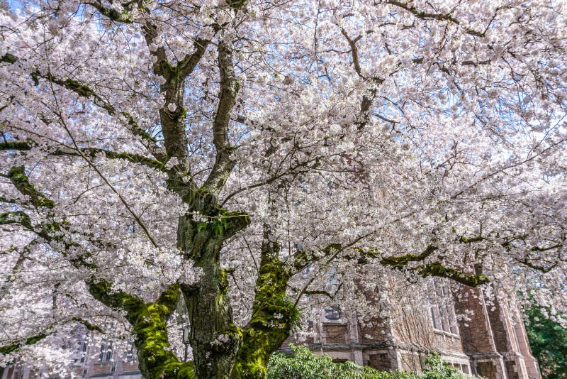 Bursting Spring Cherry Blossoms 4 Stock Photo - Image of washington ...