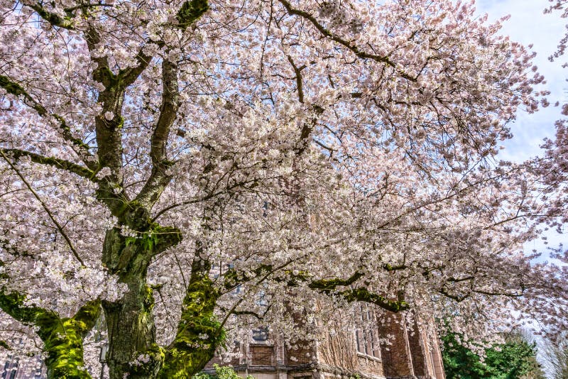Bursting Spring Cherry Blossoms 3 Stock Image - Image of blossoms ...