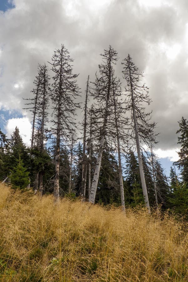 Burnt Trees at the Edge of a Forest Stock Image - Image of ecology ...