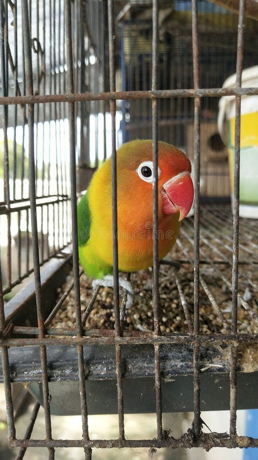 Burung lebet cantik stock photo. Image of green, finch - 226386524