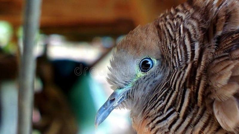 Burung merbok 库存图片. 图片 包括有 重点, 家庭, 眼睛, 外面 - 113963339