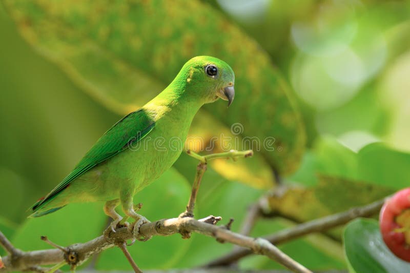 Burung Serindit stock photo. Image of shady, catchlight - 19534488
