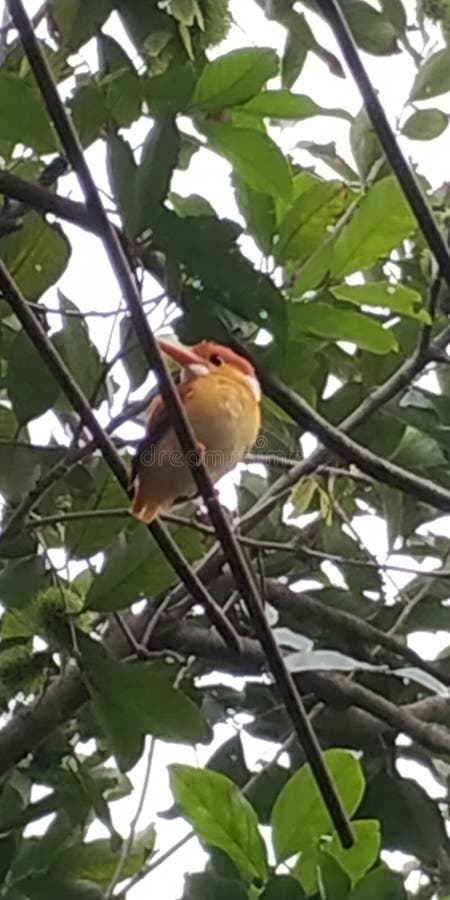 Burung Tengkek Udang stock photo. Image of flower, burung - 221920836
