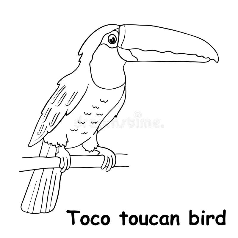 Kids Line Illustration Coloring Toco Toucan Bird. Animal are Just Lines ...