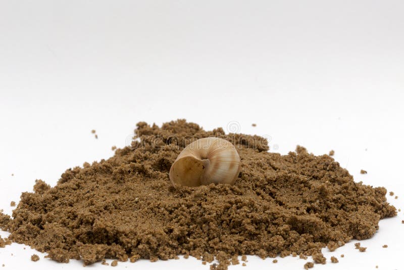 Bury stock photo. Image of change, white, buried, snail - 86507020