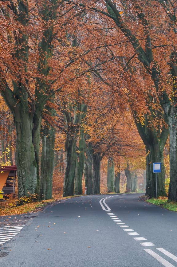Bus stop stock image. Image of autumn, beeches, polanow - 157011285