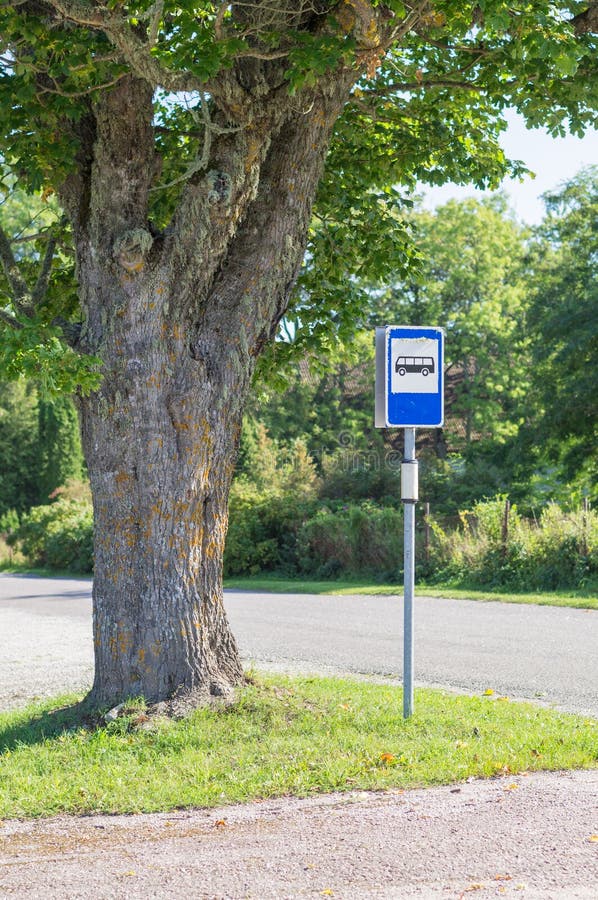 Bus Stop Sign Under Picturesque Maple Tree Stock Photo - Image of metal ...