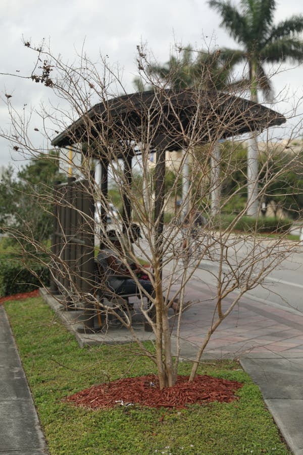 Bus Stop stock image. Image of stop, miss - 115848797