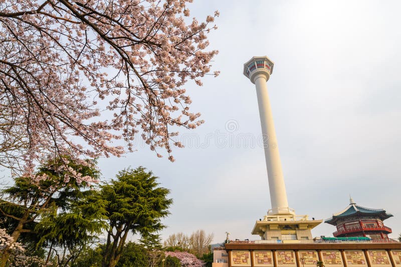 Busan Tower stock photo. Image of blossom, cherry, pink - 69404048