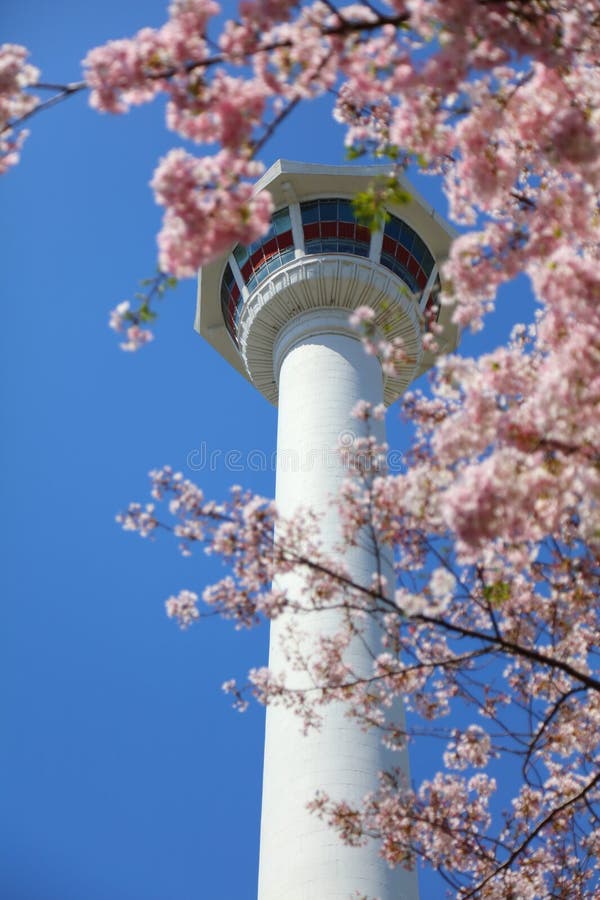 Busan Tower and Cherry Blossoms Stock Photo - Image of sakura, place ...