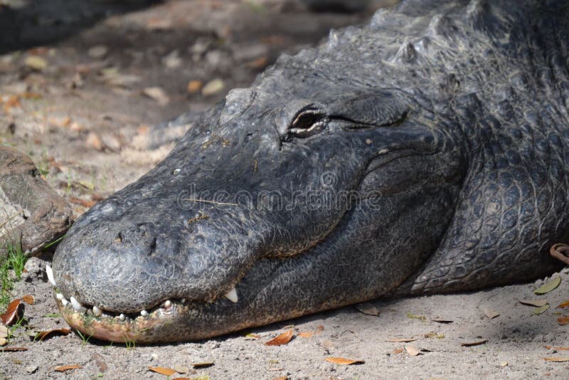 Busch Gardens Gator editorial photography. Image of lazy - 51858657