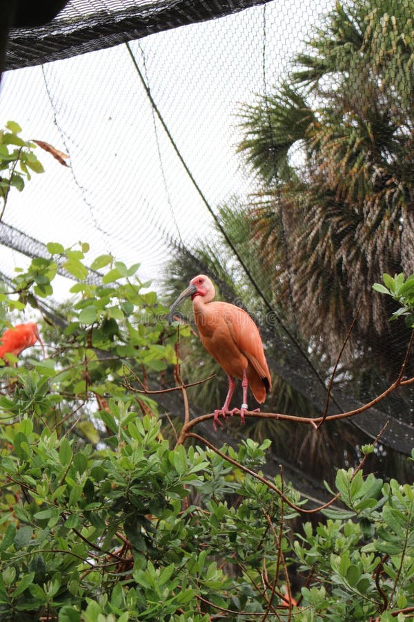 Aviary stock photo. Image of beak, nature, forest, aviary - 321737798
