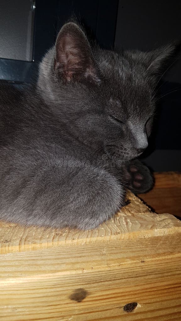 Buschi the Cat stock image. Image of sweet, cute, buschi - 174551841