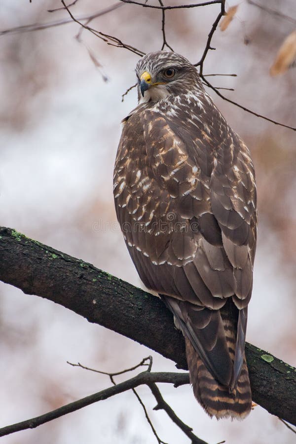 Buse commune image stock. Image du nature, facture, rapace - 32637121