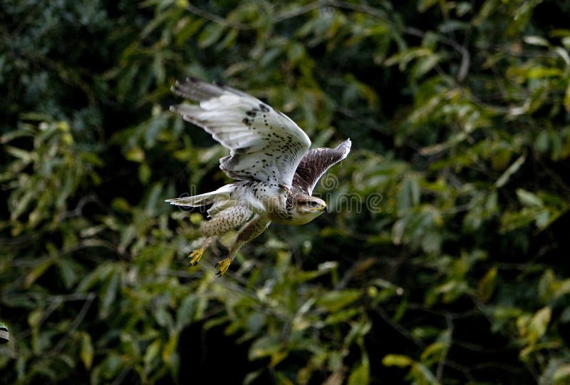 BUSE ROUILLEUSE Buteo Regalis Stock Image - Image of america, raptor ...