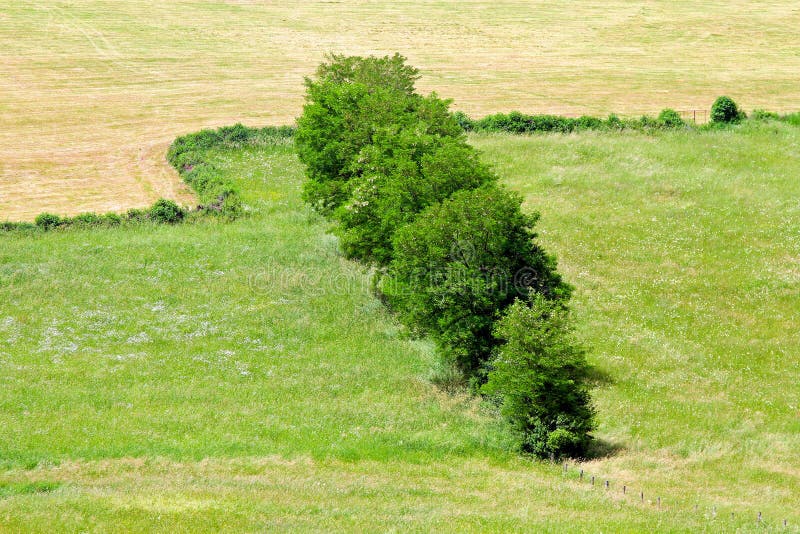 Bush stock photo. Image of hill, field, country, bush - 17343008